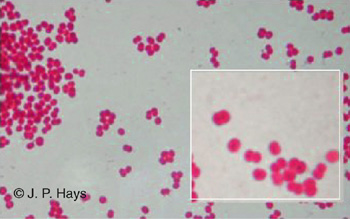 The Genus Moraxella | SpringerLink