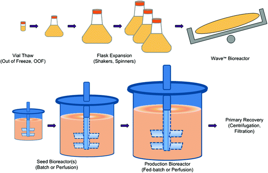 Cell Culture Process Operations for Recombinant Protein Production ...