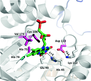 Structure, Mechanism, and Mutation of Bacterial Luciferase | SpringerLink