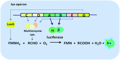 Structure, Mechanism, and Mutation of Bacterial Luciferase | SpringerLink