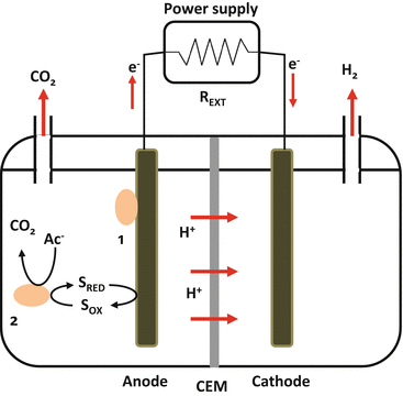 Biological Processes for Hydrogen Production | SpringerLink