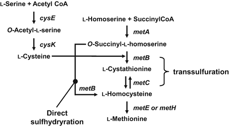 l-Cysteine Metabo lism and Fermentation in Microorganisms | SpringerLink