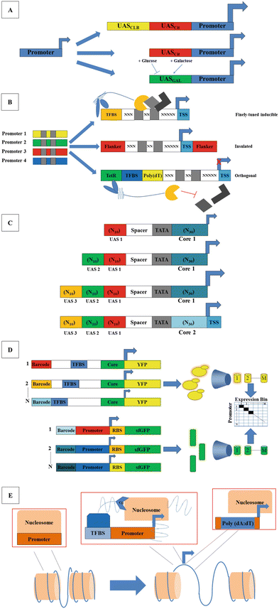 Promoter and Terminator Discovery and Engineering | SpringerLink