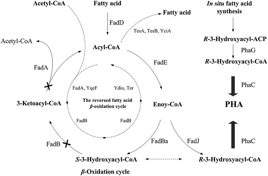 Synthetic Biology of Polyhydroxyalkanoates (PHA) | SpringerLink