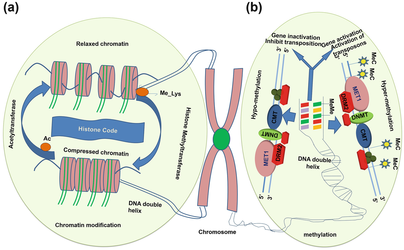 Epigenetics and Epigenomics of Plants | SpringerLink