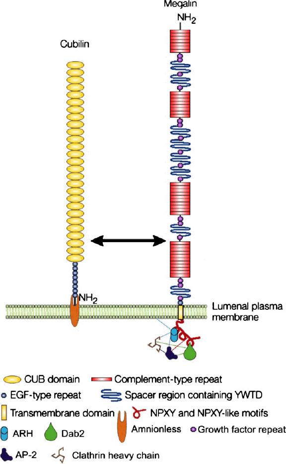 Role of megalin and cubilin in renal physiology and pathophysiology ...