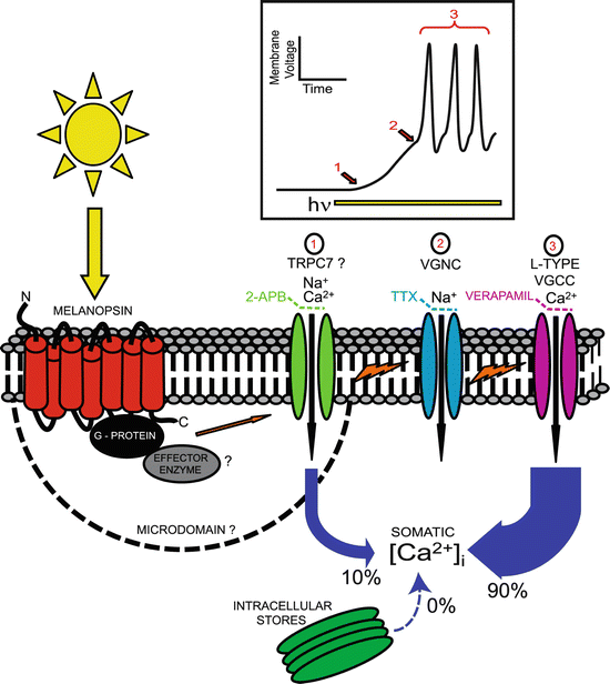 Intrinsically Photosensitive Retinal Ganglion Cells | SpringerLink