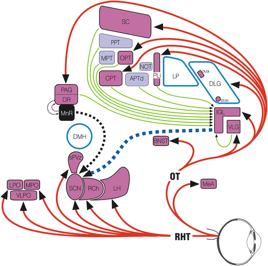 Intrinsically Photosensitive Retinal Ganglion Cells | SpringerLink