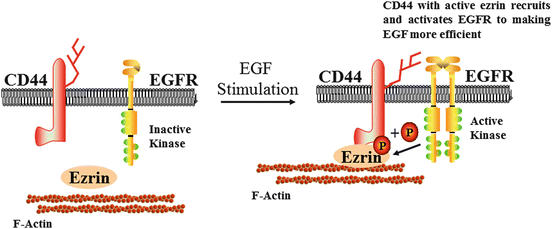Ezrin Orchestrates Signal Transduction in Airway Cells | SpringerLink