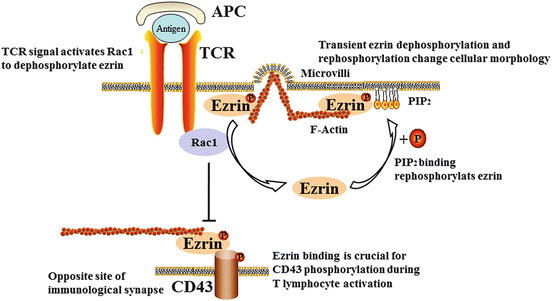Ezrin Orchestrates Signal Transduction in Airway Cells | SpringerLink
