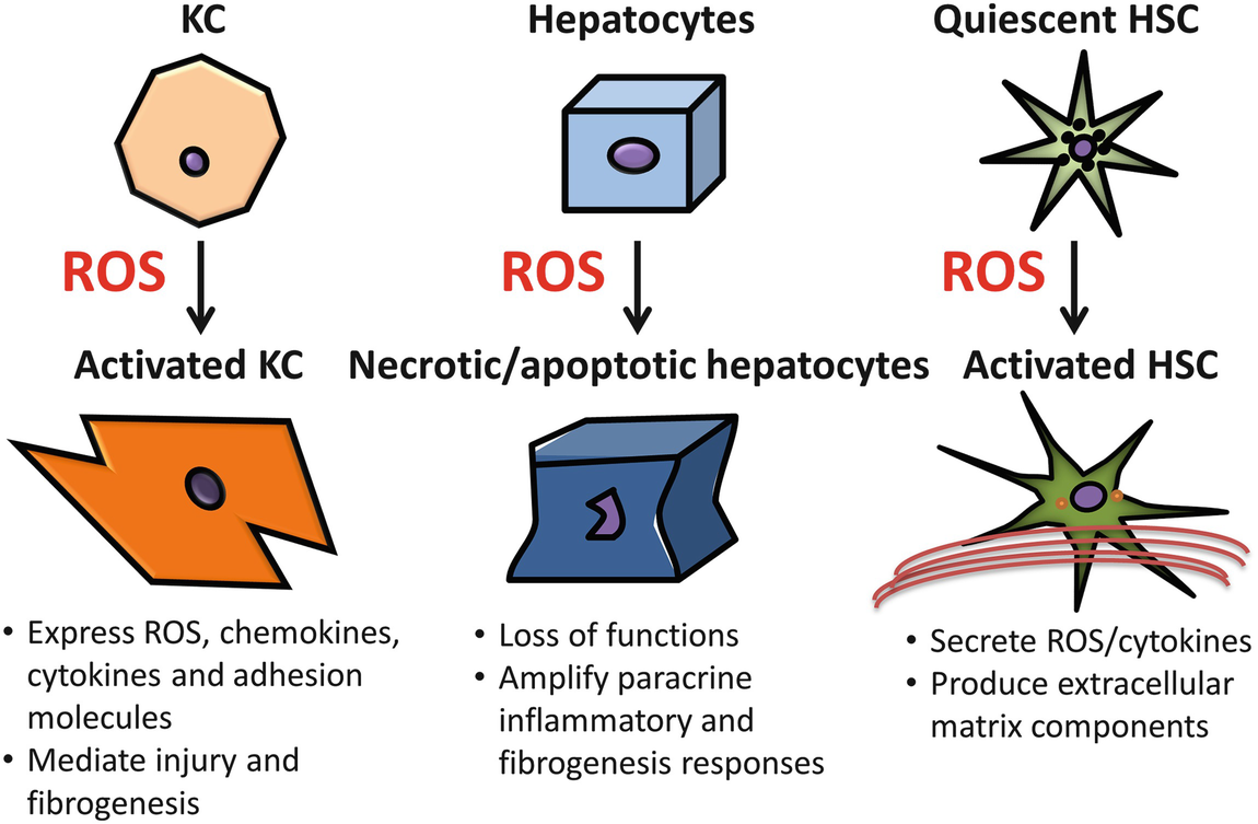 Targeting Oxidative Stress for the Treatment of Liver Fibrosis ...