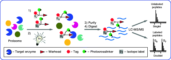 Photoaffinity Labeling in Activity-Based Protein Profiling | SpringerLink