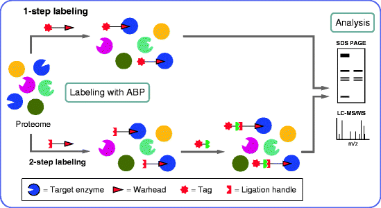 Photoaffinity Labeling in Activity-Based Protein Profiling | SpringerLink