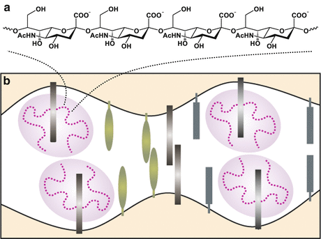 Polysialic Acid in Brain Development and Synaptic Plasticity | SpringerLink