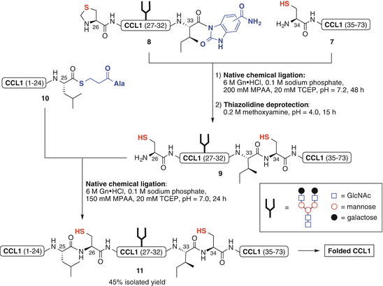 Modern Extensions of Native Chemical Ligation for Chemical Protein ...