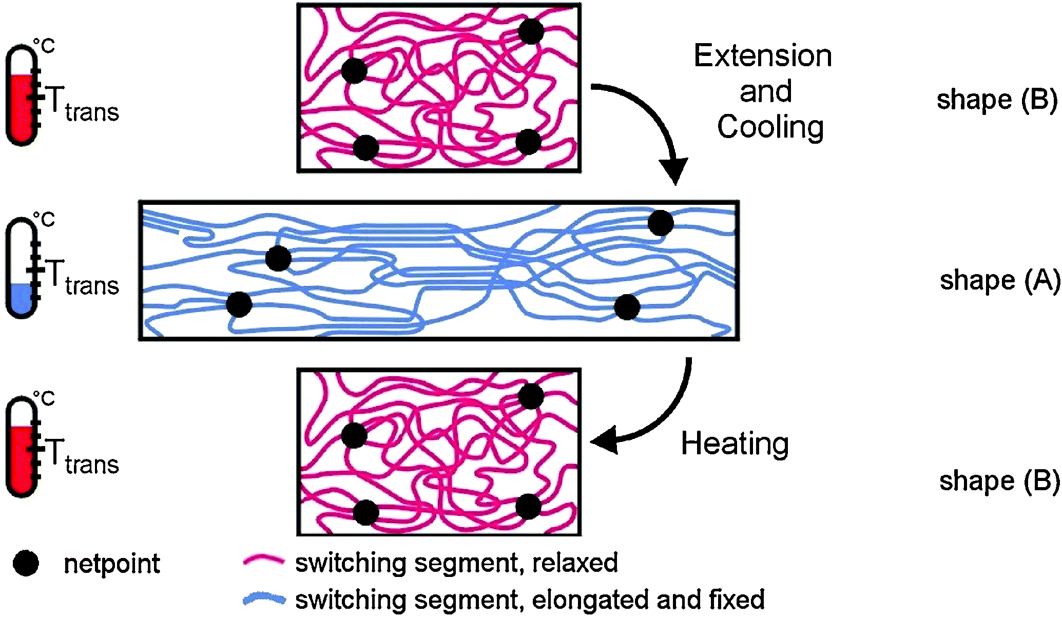 Shape-Memory Polymers and Shape-Changing Polymers | SpringerLink