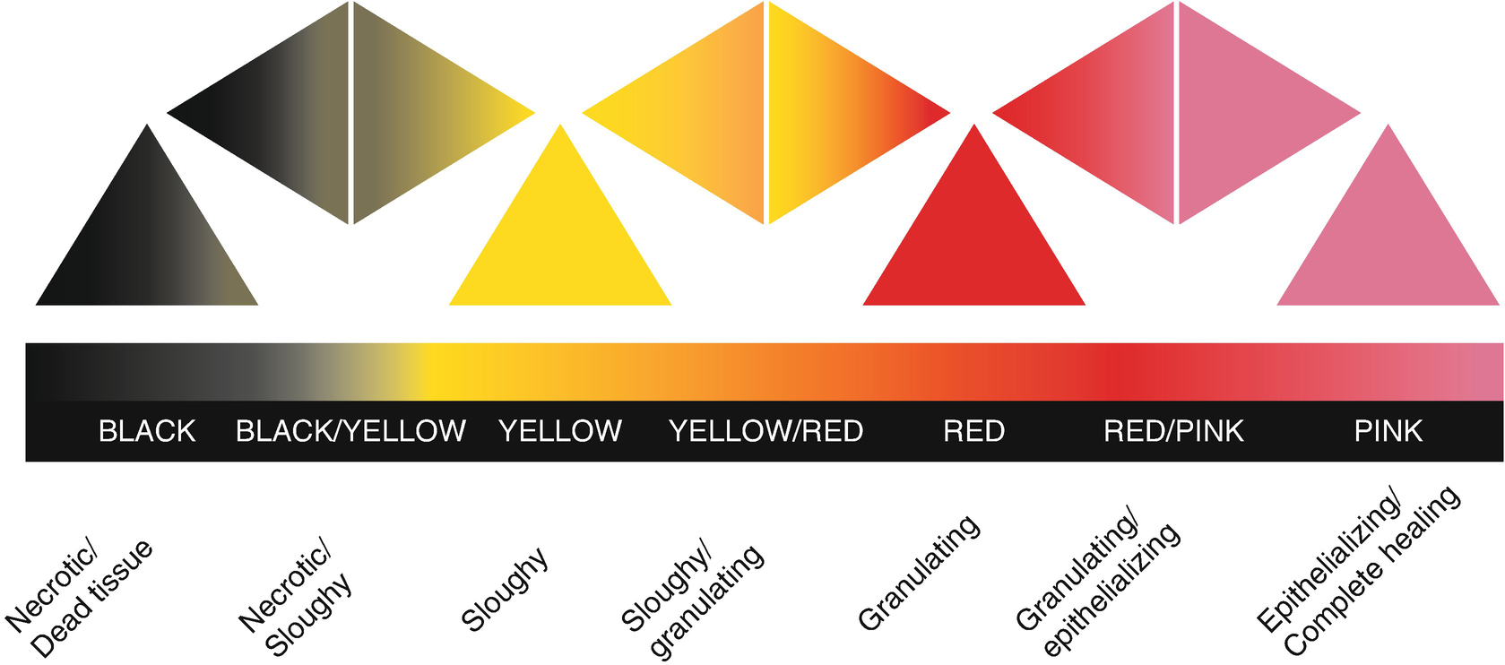 Traditional and Nontraditional Evaluation of Wound Healing Process ...