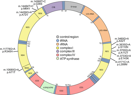 Leber Hereditary Optic Neuropathy: A Mitochondrial Disease Unique in ...