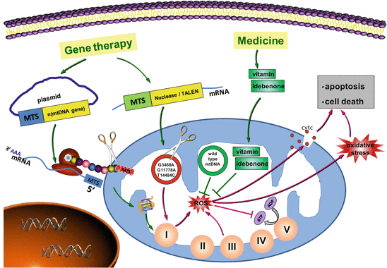 Leber Hereditary Optic Neuropathy: A Mitochondrial Disease Unique in ...