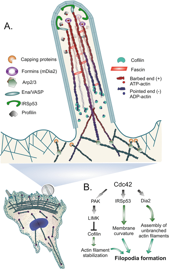 Actin Filament Structures in Migrating Cells | SpringerLink