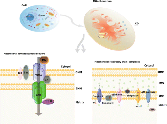 Mitochondria-Targeted Agents: Mitochondriotropics, Mitochondriotoxics ...