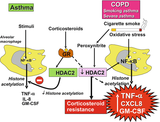 Glucocorticosteroids | SpringerLink