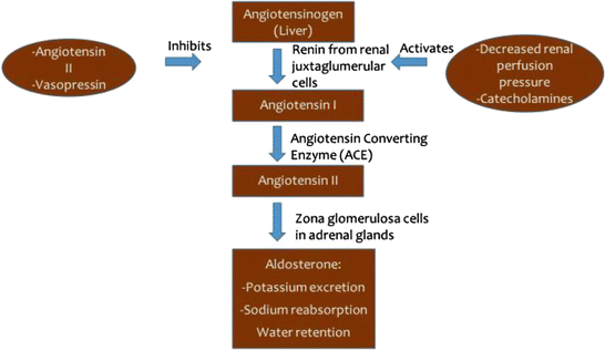 Role of Hyperkalemia in Heart Failure and the Therapeutic Use of ...