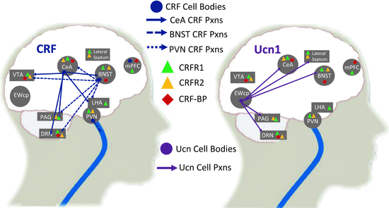 Corticotropin-Releasing Factor (CRF) Neurocircuitry and ...