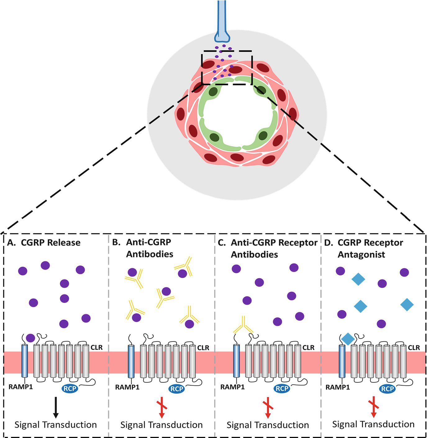 CGRP Discovery and Timeline | SpringerLink