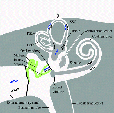 Inner Ear Pathology | SpringerLink