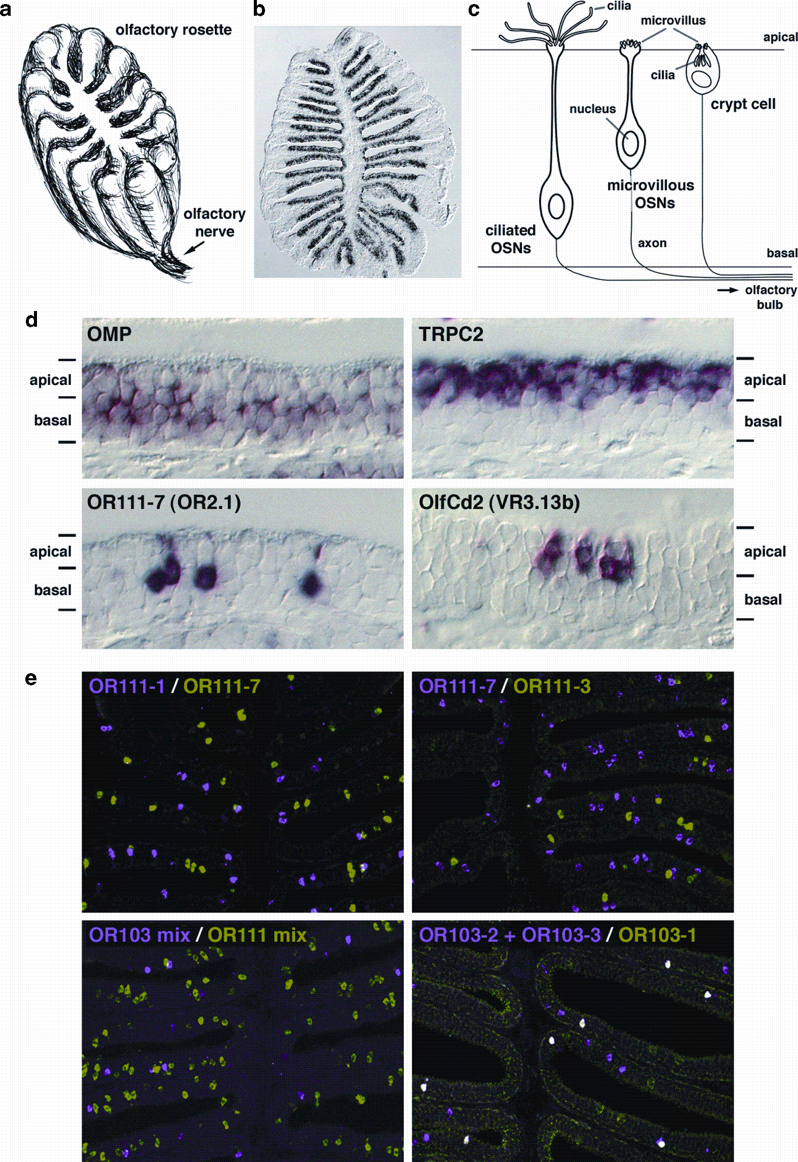 Molecular Genetic Dissection of the Zebrafish Olfactory System ...