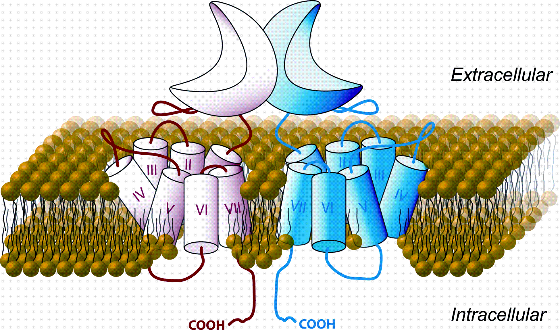 The Receptor Basis of Sweet Taste in Mammals | SpringerLink