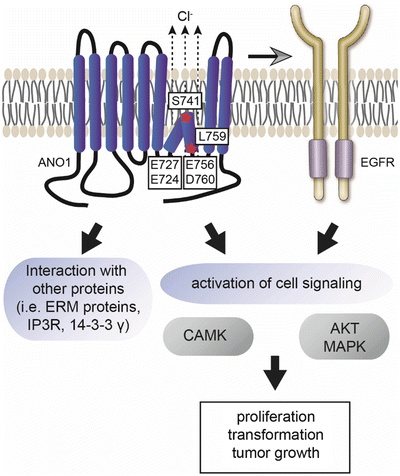 The Mechanistic Role of the Calcium-Activated Chloride Channel ANO1 in ...