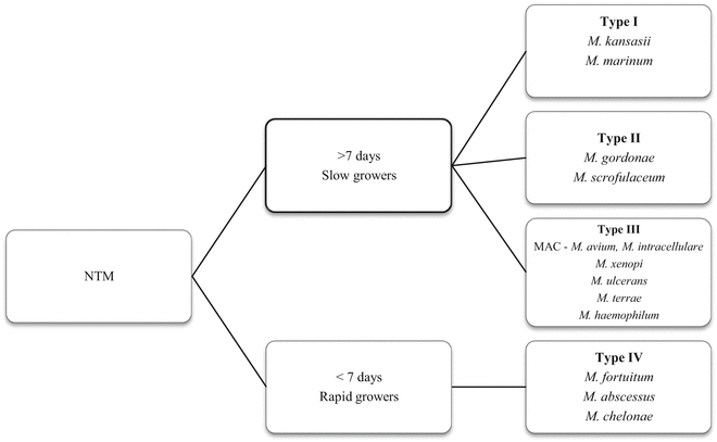 Non-Tuberculous Mycobacteria: Classification, Diagnostics, and Therapy ...