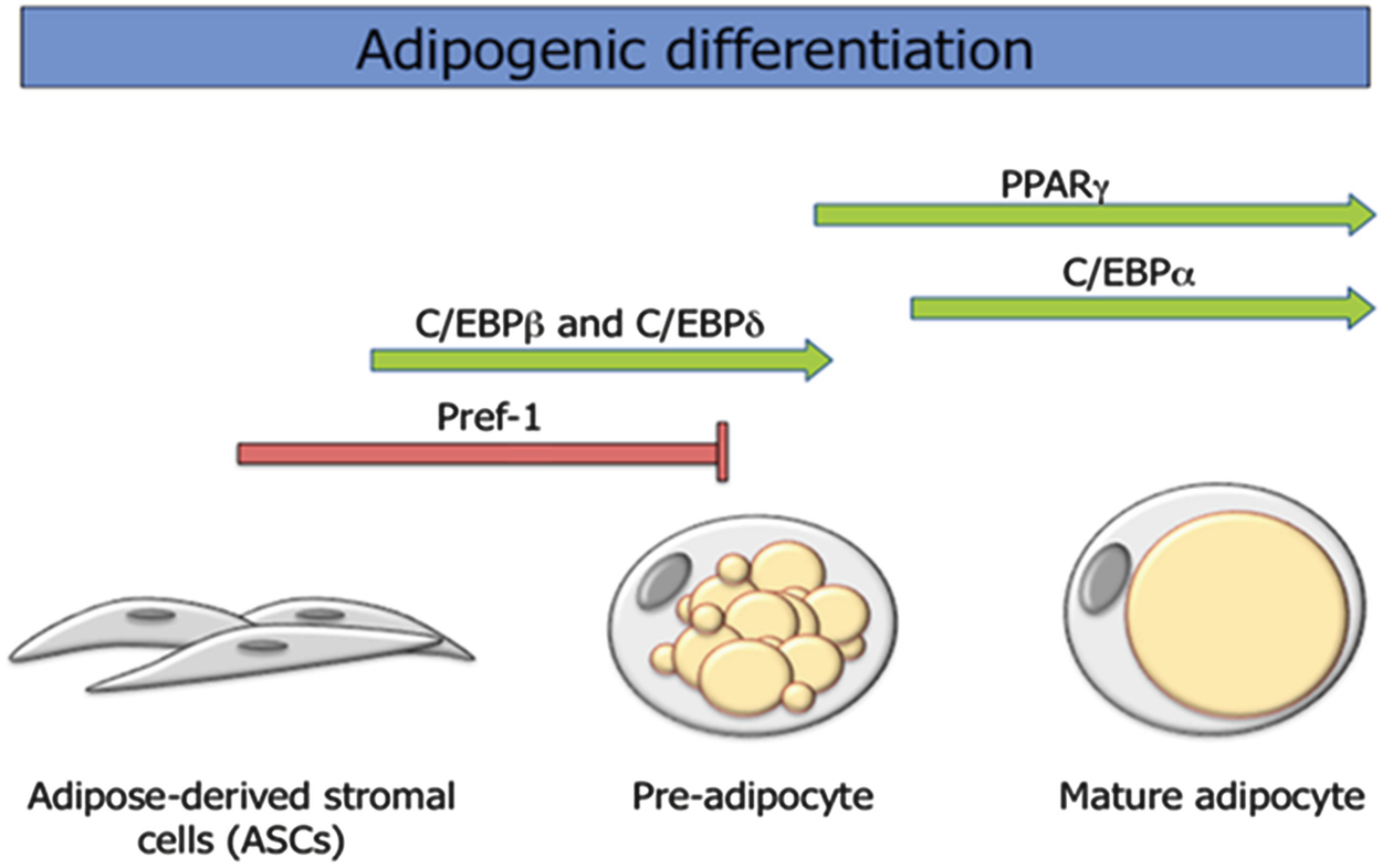 The Role of Reactive Oxygen Species in Adipogenic Differentiation ...