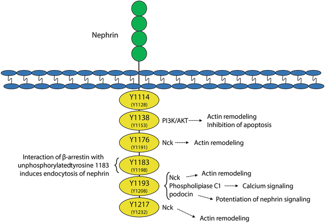Regulation of Nephrin Phosphorylation in Diabetes and Chronic Kidney ...