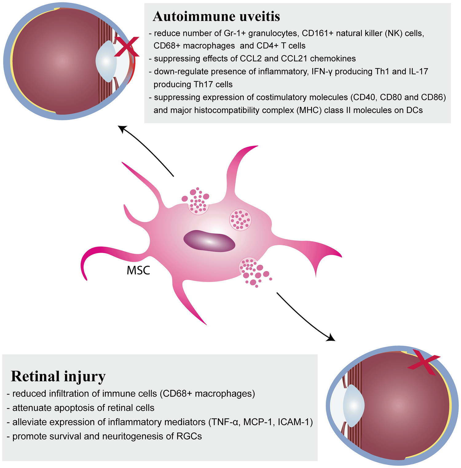 Therapeutic Potential of Mesenchymal Stem Cell-Derived Exosomes in the ...