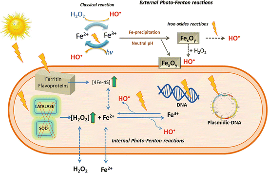 Homogeneous Fenton and Photo-Fenton Disinfection of Surface and ...