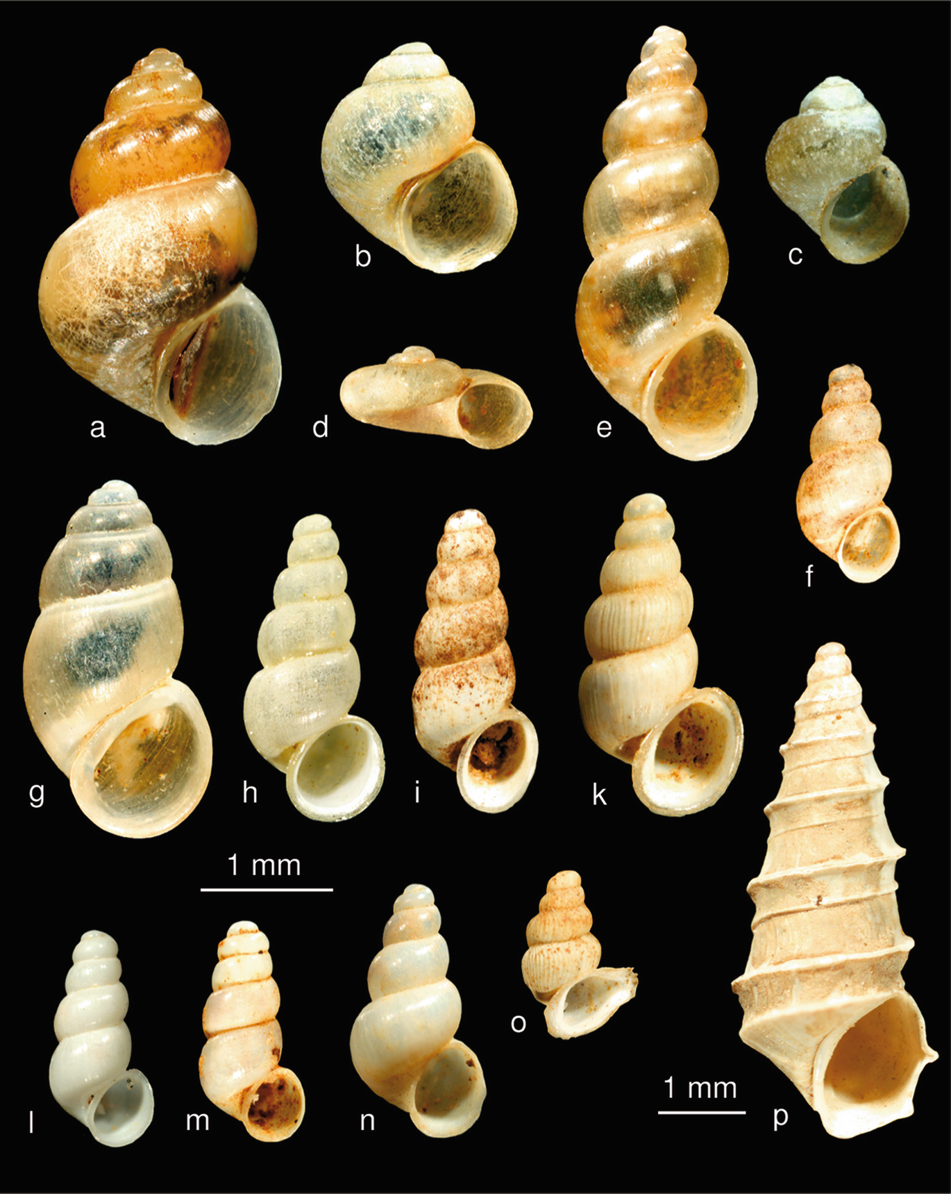 The Diversity of the Zoobenthos Communities of the Lake Skadar/Shkodra ...