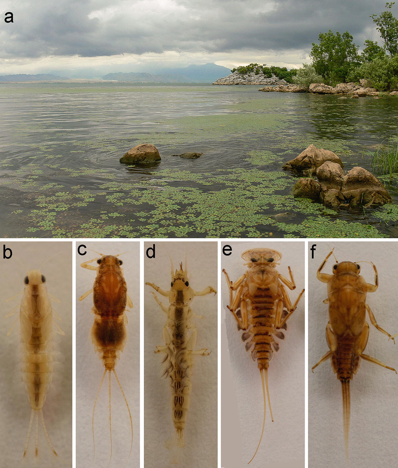The Diversity of the Zoobenthos Communities of the Lake Skadar/Shkodra ...