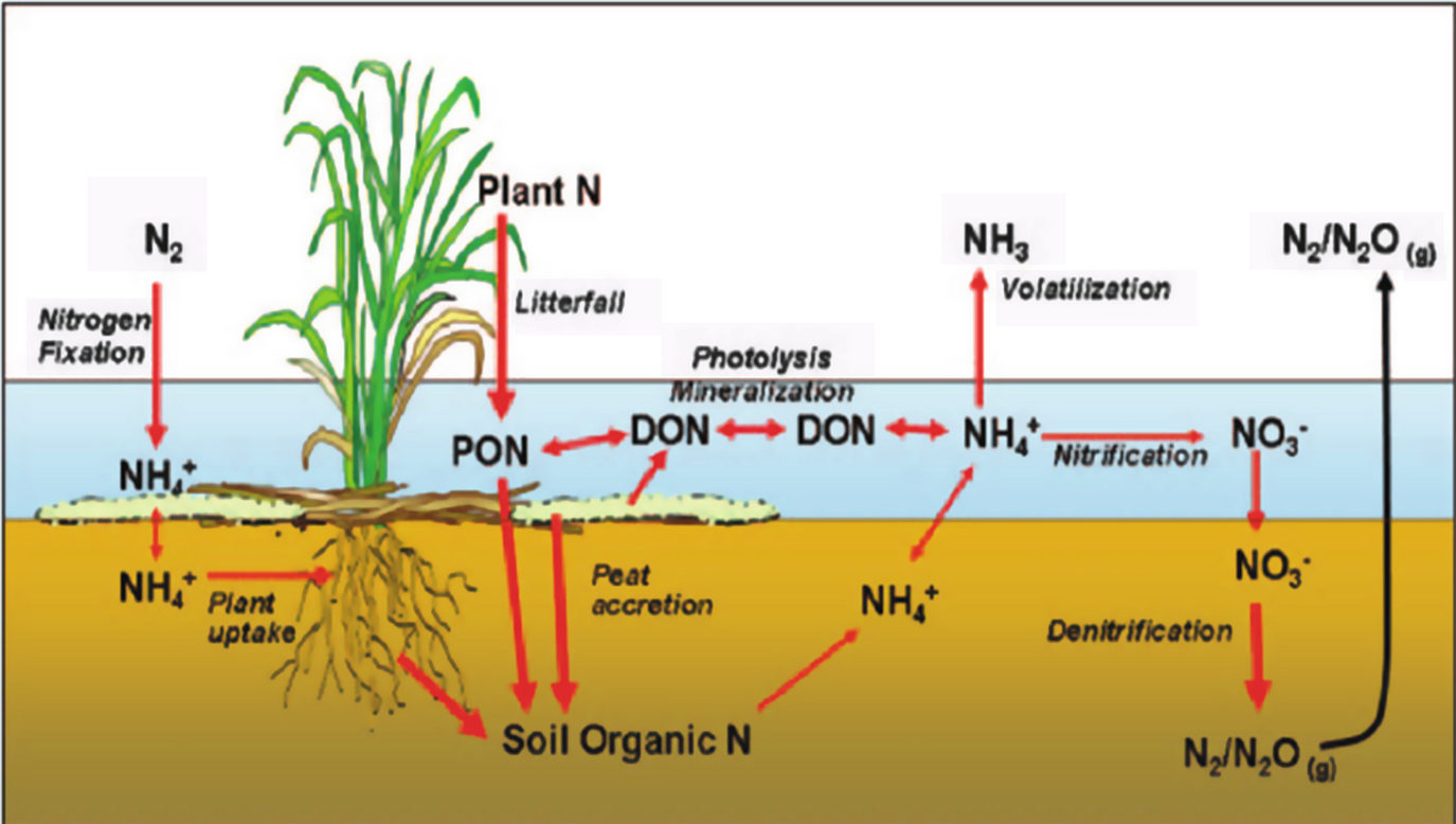 Constructed Wetlands: The Green Technology for Municipal Wastewater ...