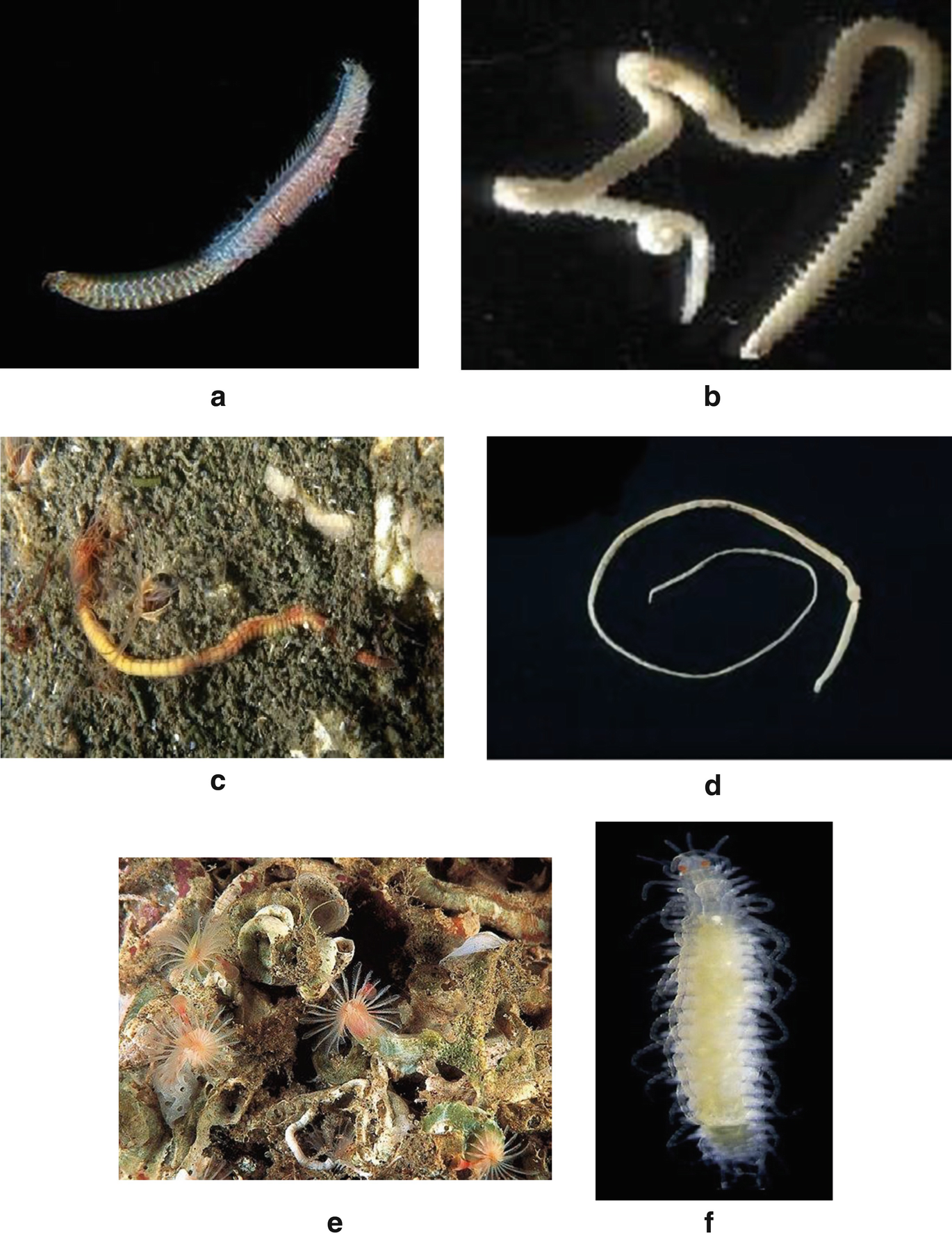 Macrobenthos Diversity of Egypt’s Coastal Wetlands | SpringerLink