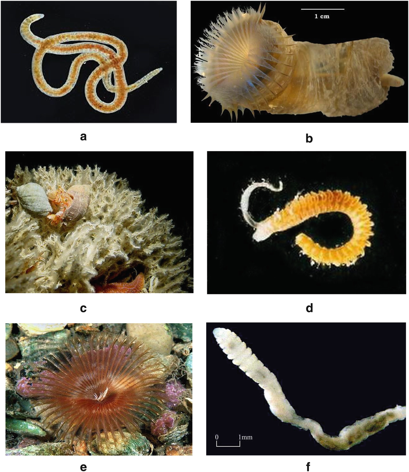 Macrobenthos Diversity of Egypt’s Coastal Wetlands | SpringerLink