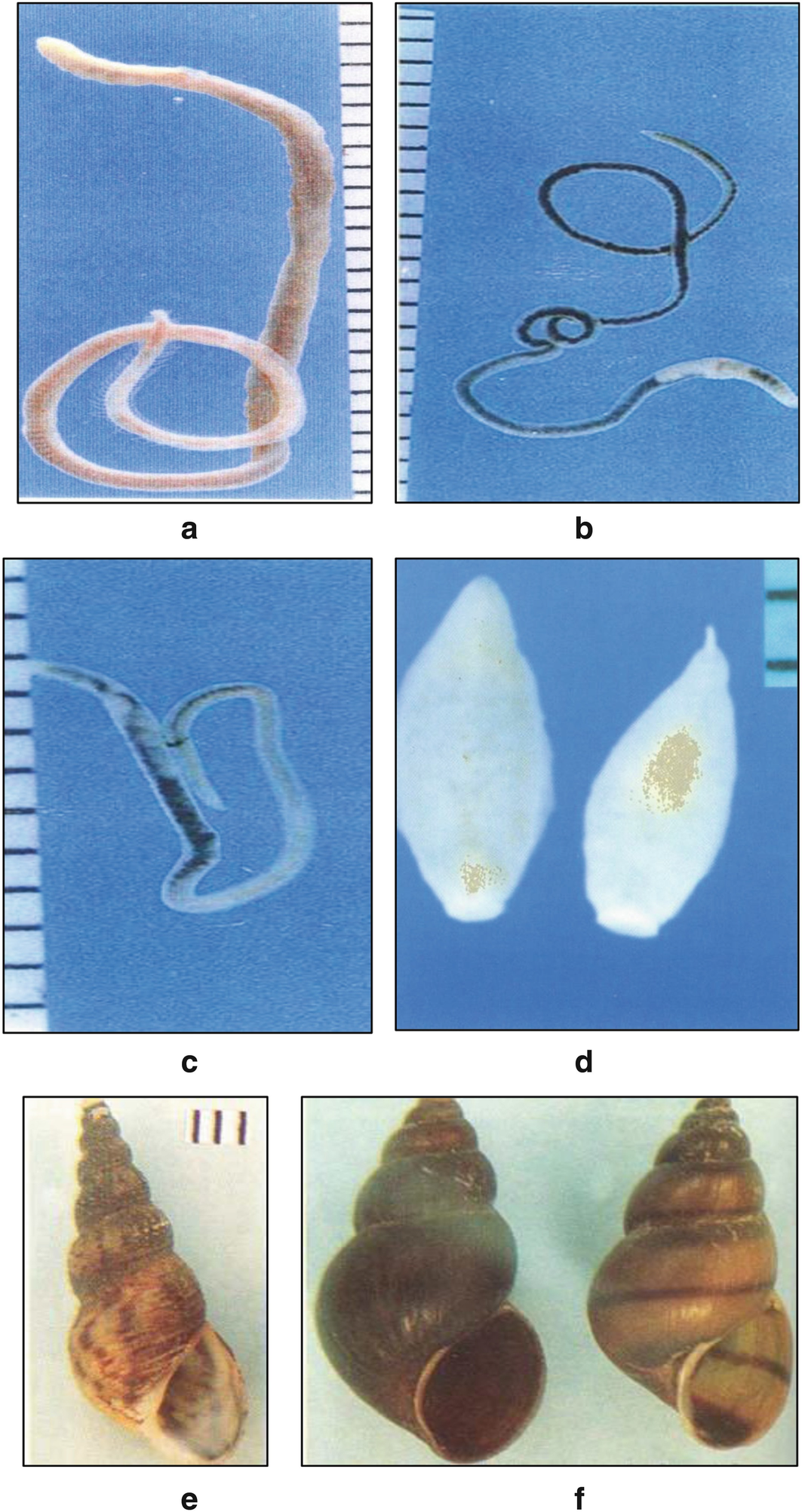Macrobenthos Diversity of Egypt’s Coastal Wetlands | SpringerLink