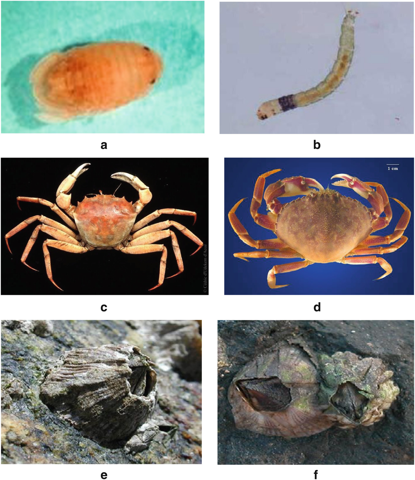 Macrobenthos Diversity of Egypt’s Coastal Wetlands | SpringerLink