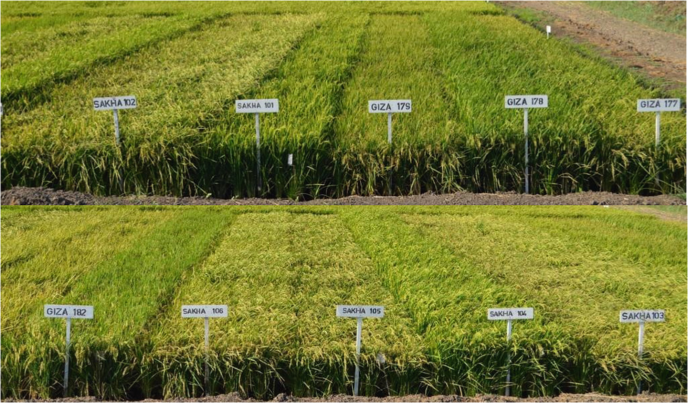 Sustainable Cultivation of Rice in Egypt | SpringerLink