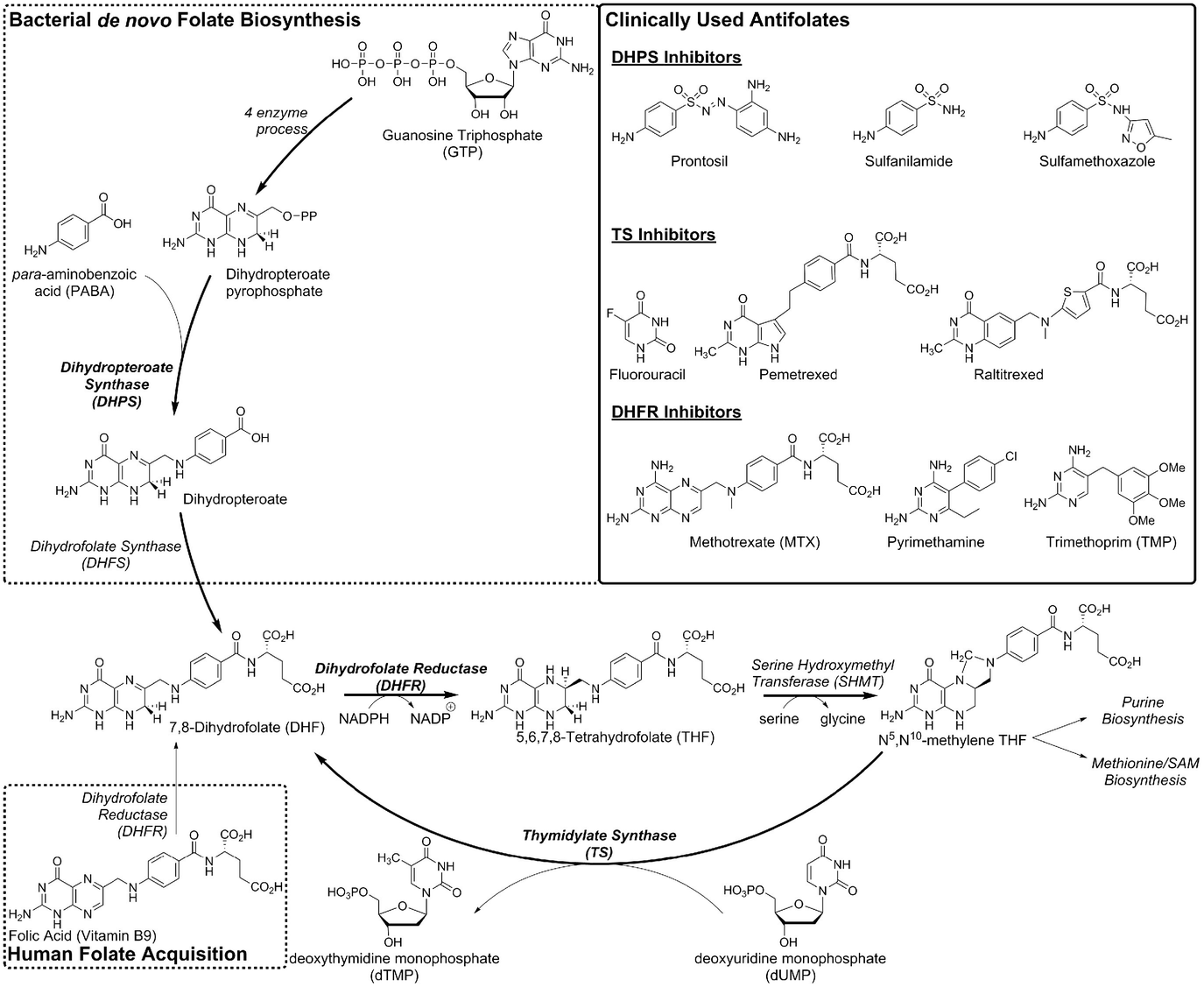 The Antifolates | SpringerLink