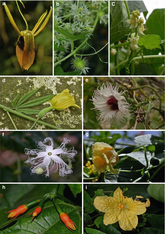 Phylogeny and Evolution of the Cucurbitaceae | SpringerLink