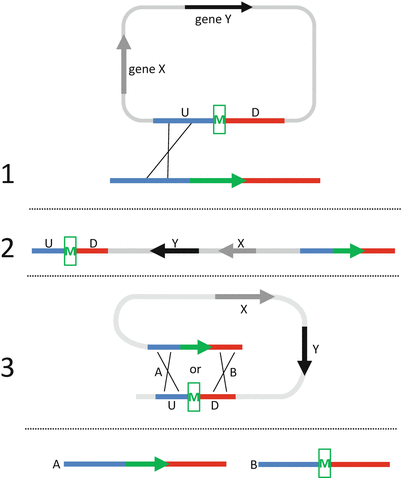 Allelic Exchange | SpringerLink