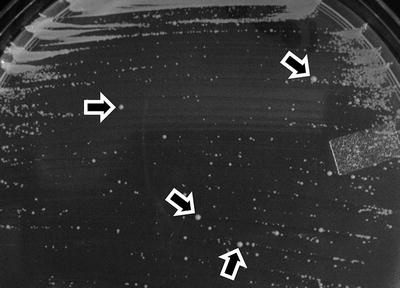 Allelic Exchange | SpringerLink